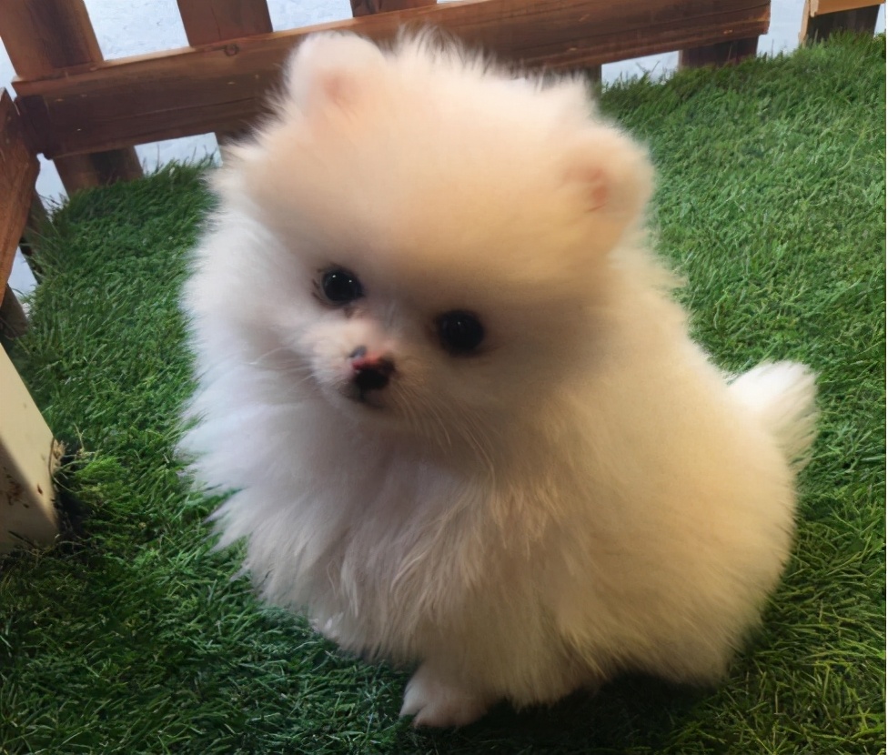 7 petty dogs in the dog world, who knows who raises them - iNEWS