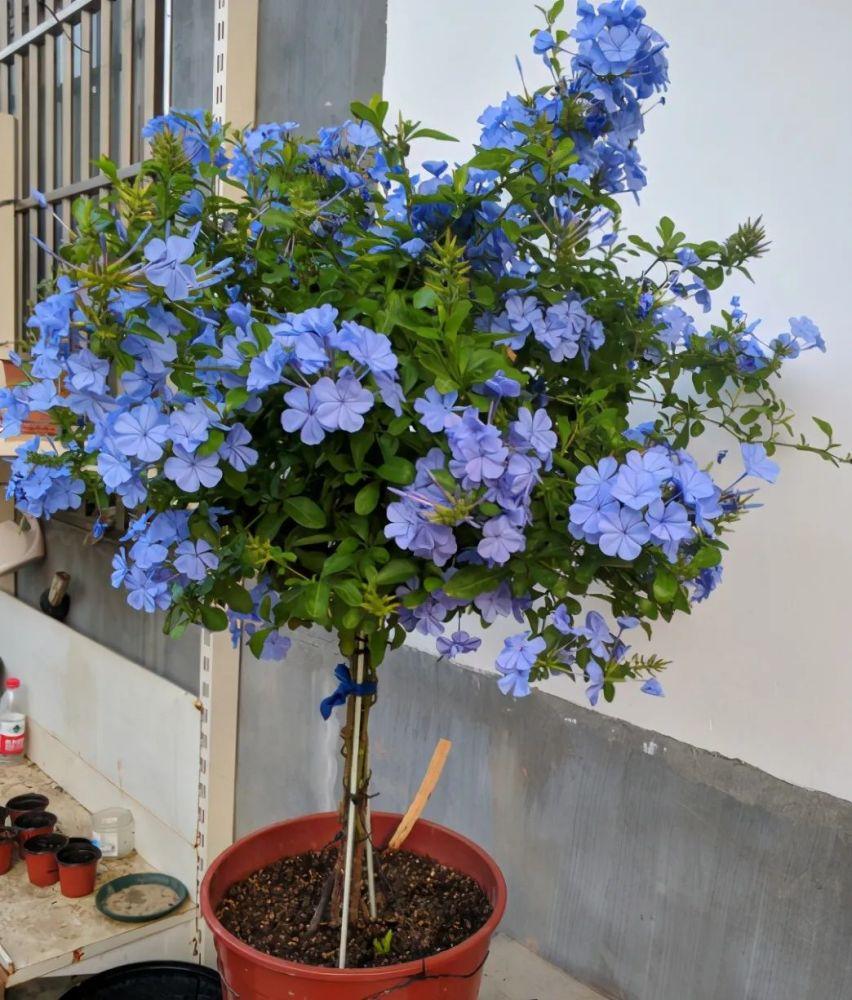 Visit the flower market in May and see eight kinds of flowers. Don't ...