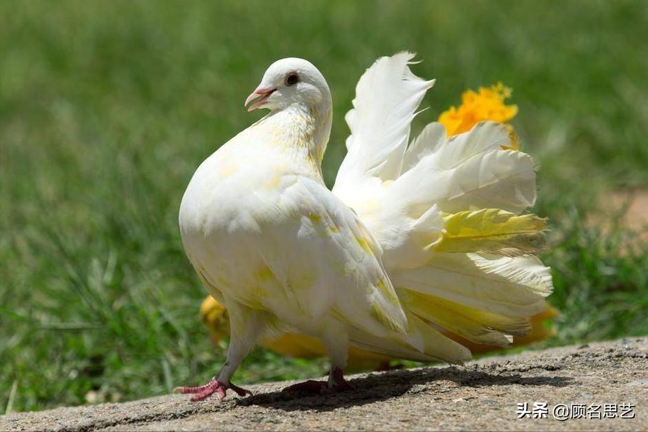 Fu Ye: What is the cause of the single eye cold of the pigeon? - iNEWS