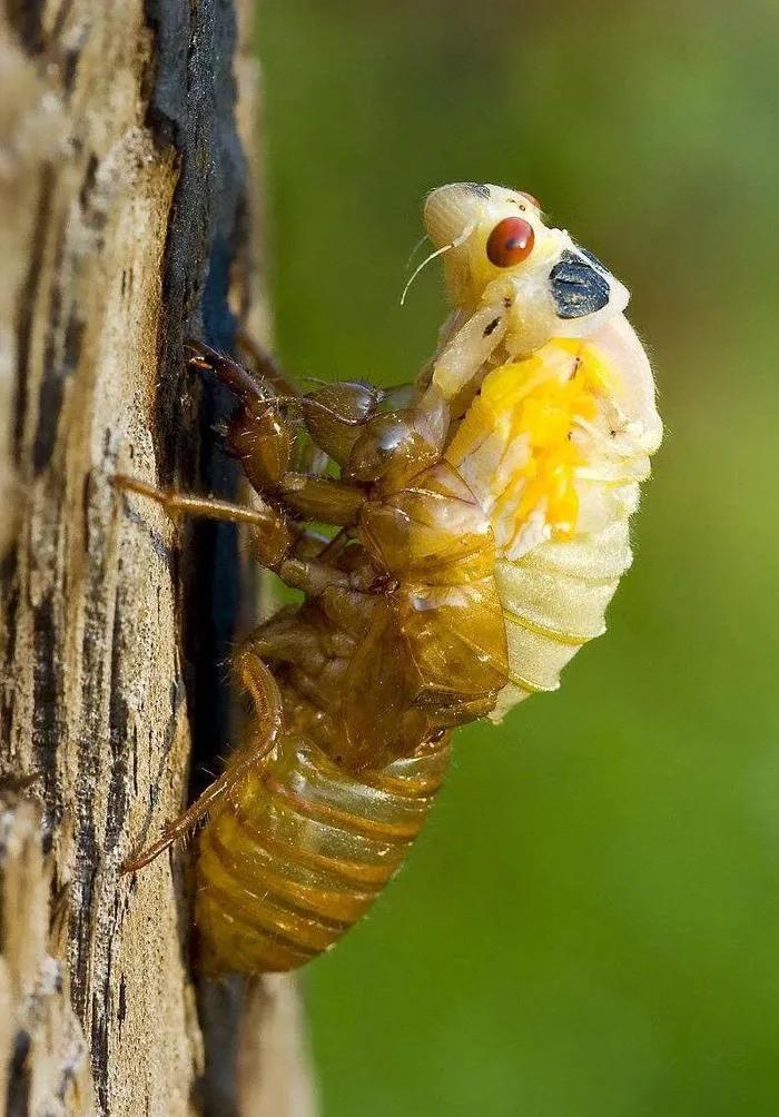 What is the longest-lived bug in the world? - iNEWS