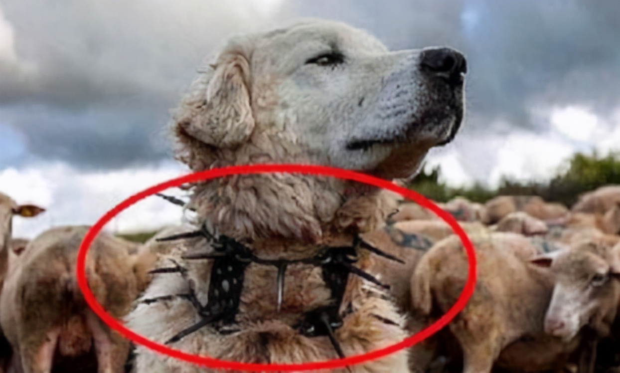 The ancient nomads were often attacked by wolves. The herders made a ...