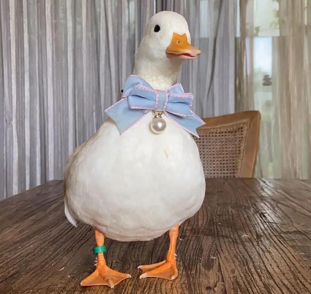The mellow and cute Keer Duck has become a new favorite of the Internet ...