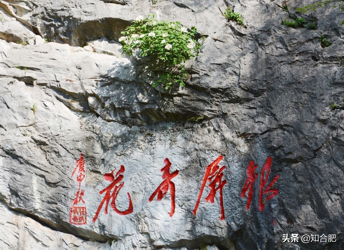 There is a "thousand-year peony" in Hefei, which grows on the cliff and ...