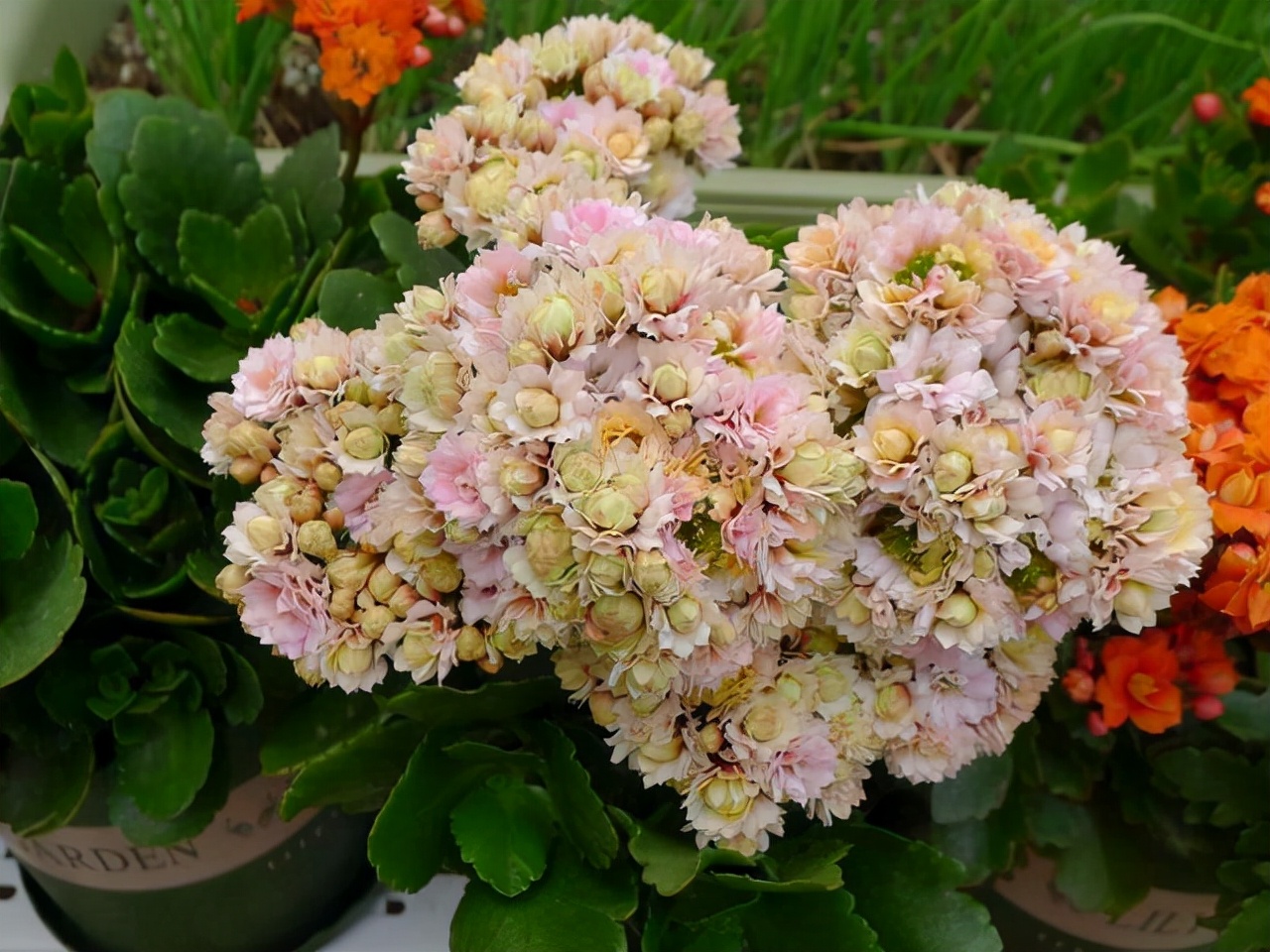 Maintain the longevity flowers you just bought in October. Five aspects ...