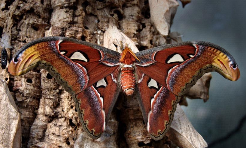 Snake face and moth body!Yunnan was surprised to find the Holly ...
