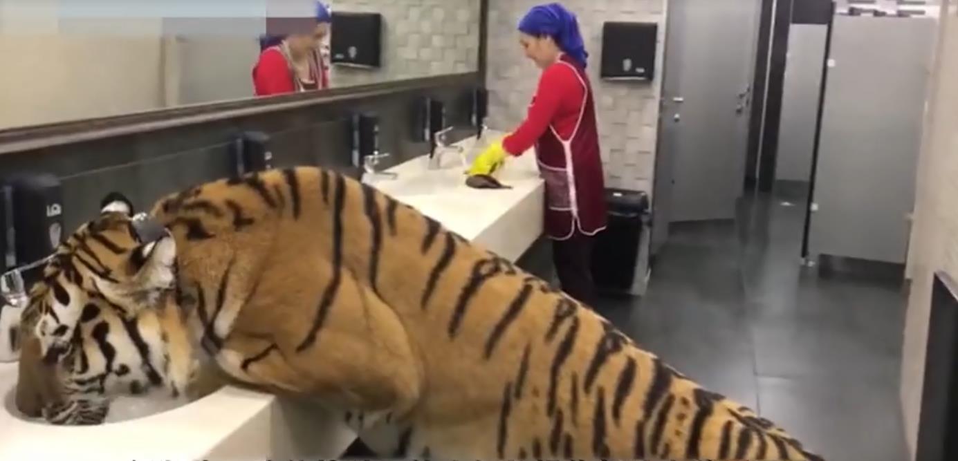 The big tiger drinks water in the bathroom. If there is no "tiger" next ...
