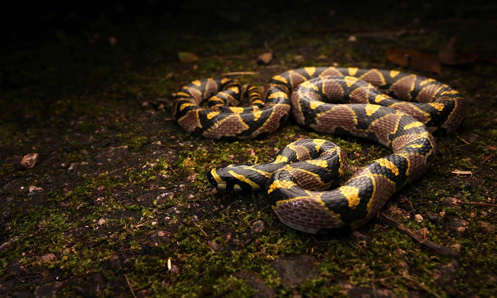 How many snakes do you know about these snakes of the snake family ...