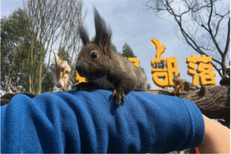 Nanjing Squirrel Tribe grandly opened on October 1, and 5000 tickets ...
