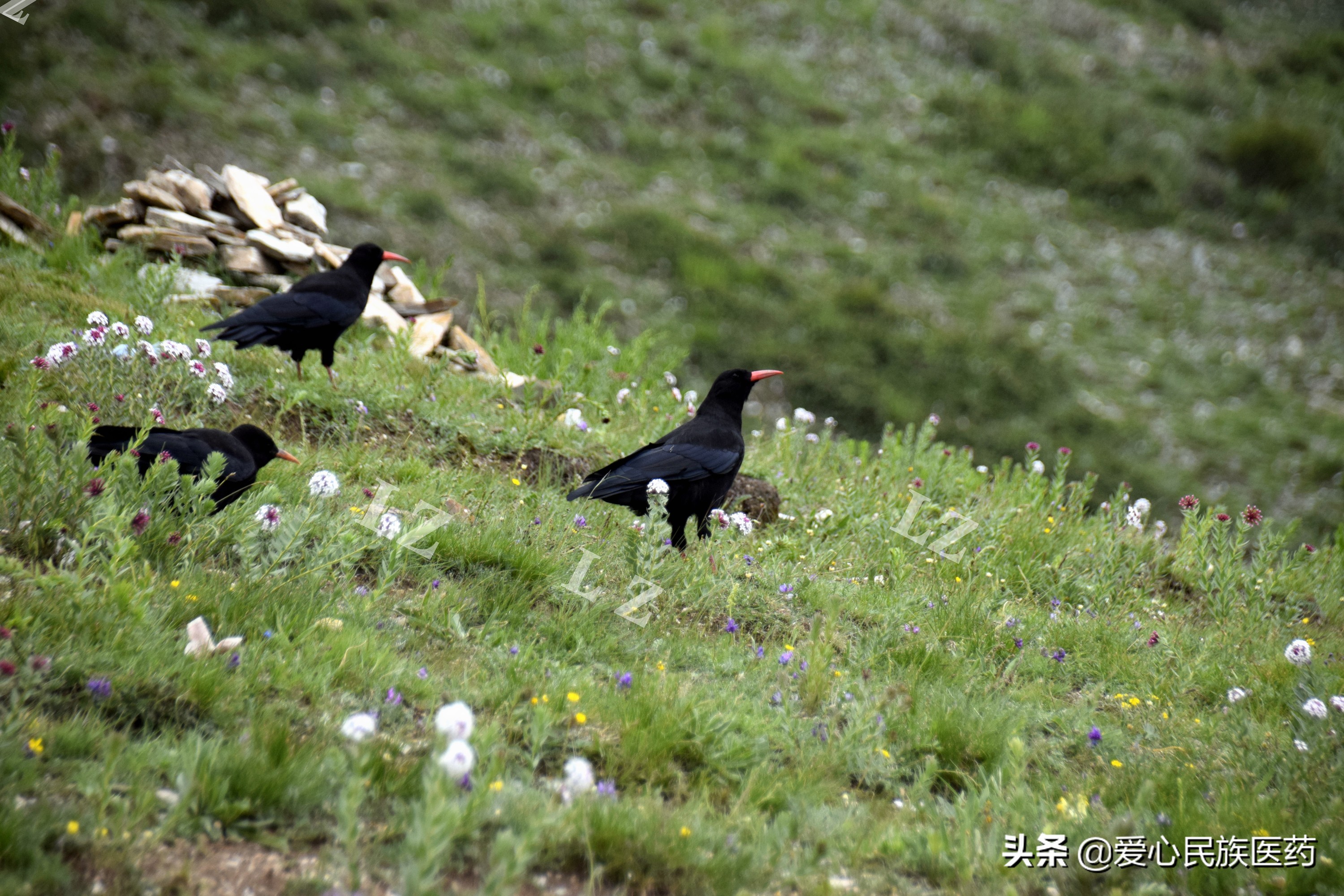 The most beautiful plateau is full of beautiful scenery - iNEWS
