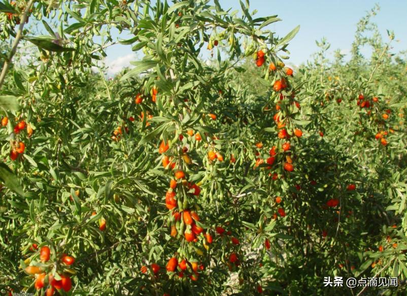 The Water Man-eater "Gu Diao" in the Book of Mountains and Seas-Reading ...