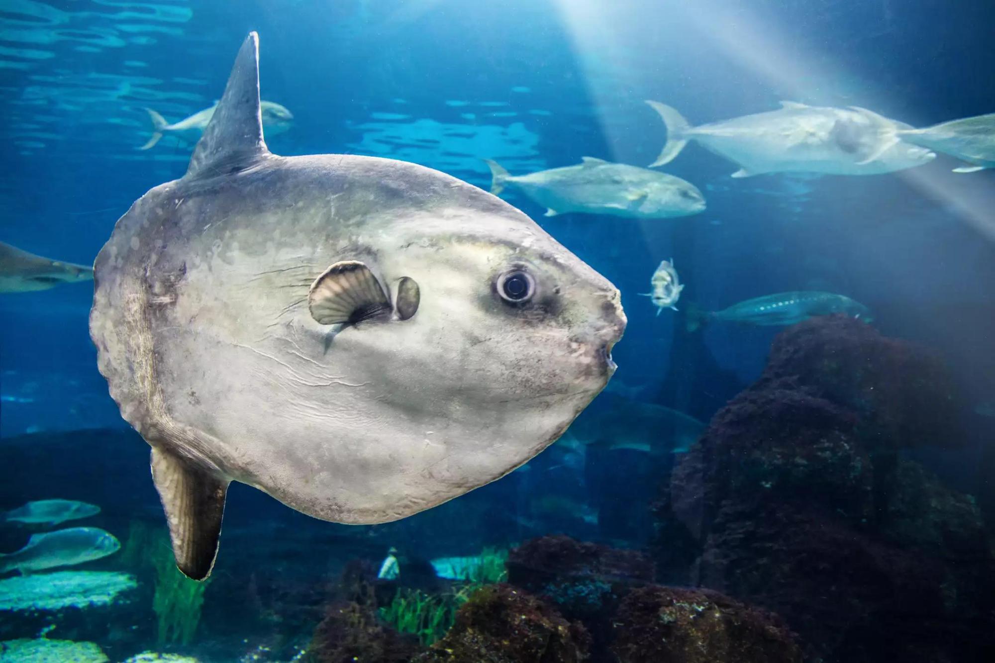 Don't run away after being eaten by seals?No wonder sunfish lay 300 ...