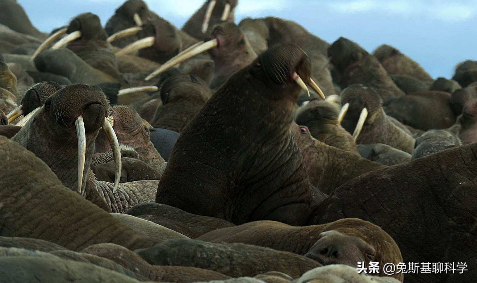 The Arctic walrus jumped off the cliff one after another to commit ...