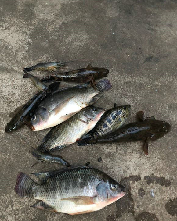 The rapidly rising bamboo shell fish will challenge the tilapia's ...