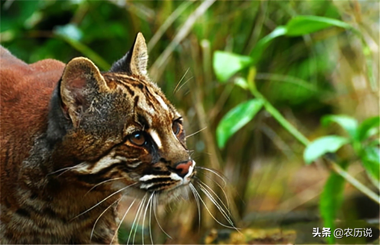 The golden cat is the "biao" in the ancient allusion. It can catch prey ...