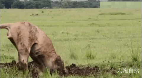 A male lion in Kenya spends hours digging a hole in the mud, just like ...