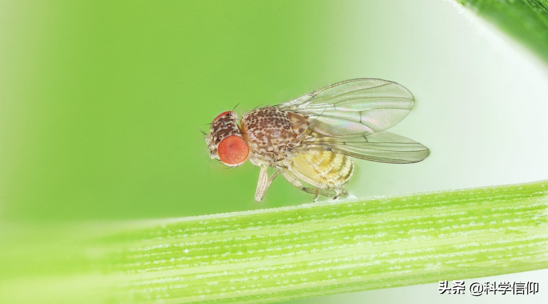 What are the small insects flying around the trash can in the house?fly ...