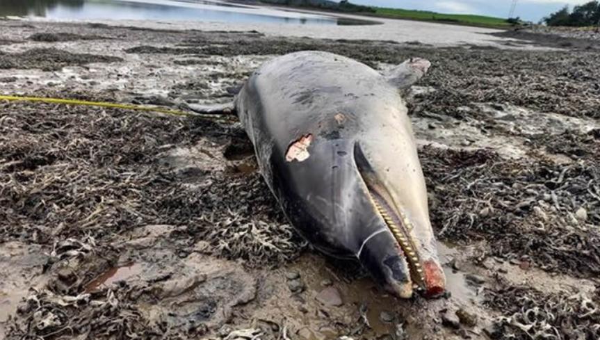 Died for being too friendly to humans?The dolphin that hit the Internet ...