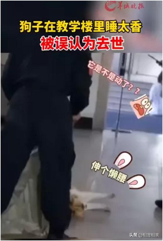 Gouzi: I just slept at the entrance of the library. I heard that you ...