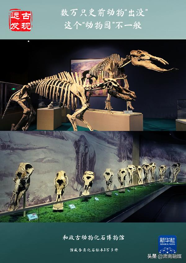 Tens of thousands of prehistoric animals "haunt" this "zoo" is ...