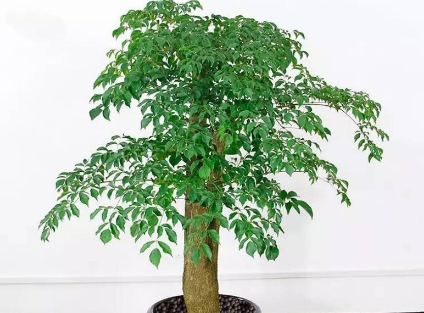 Happiness tree, a tree with a rustic scientific name but well received ...