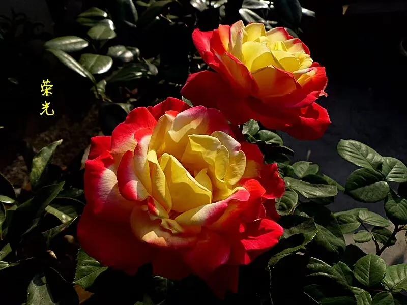 Family Rose Variety Selection - iNEWS