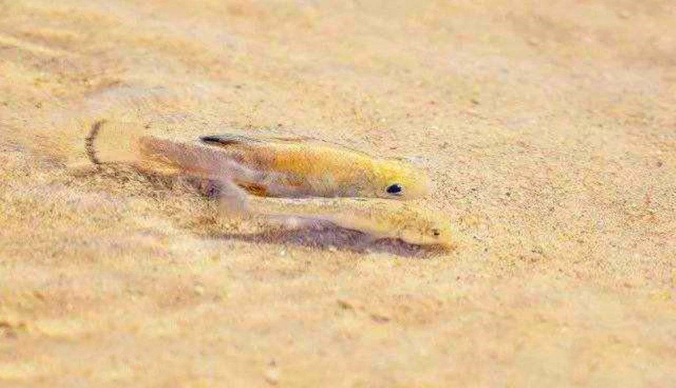 Isolated for 50,000 years, there are only 38 desert fishes left. Why ...