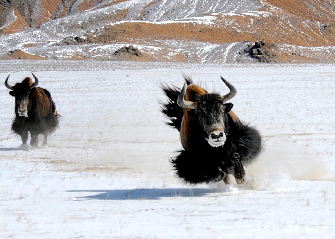 "The boat in the snowy area, the treasure of the plateau"-Yak - iNEWS