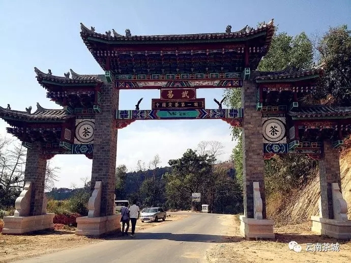 Learn Pu'er tea from scratch, the fourth chapter "The Yiwu Tea Mountain ...