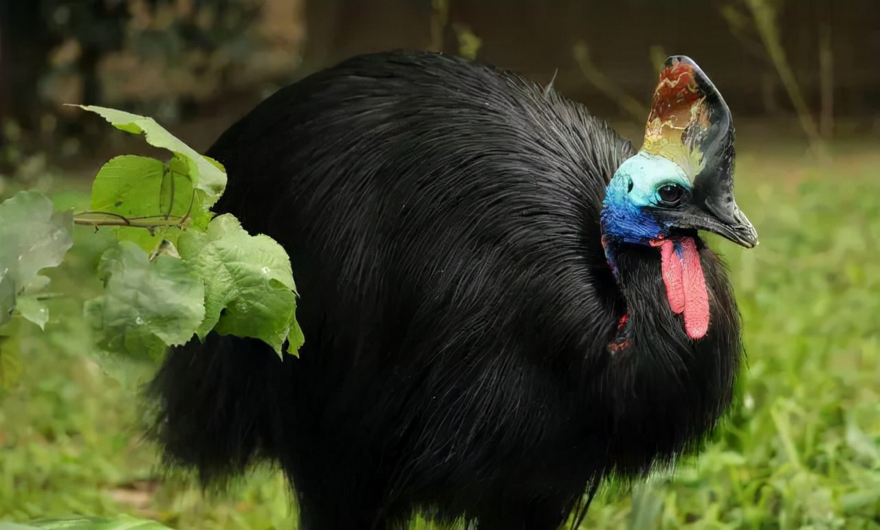 Crane cassowary: Known as the "killer bird", it has become the most ...