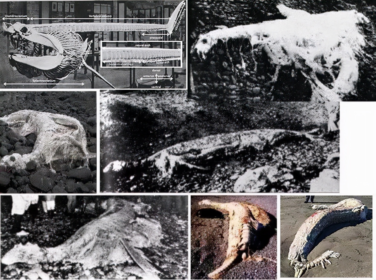 Was the corpse of the "sea monster" picked up by a Japanese fishing ...