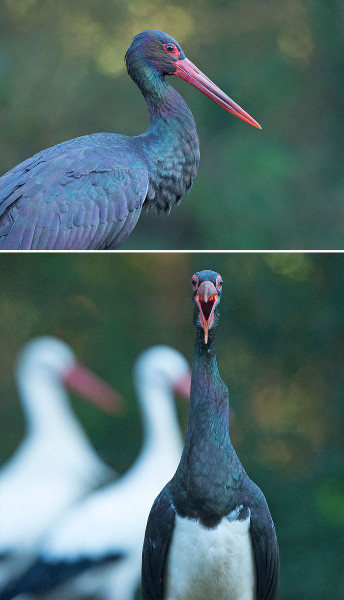The photographer posted a bird "front VS side view" and netizens ...