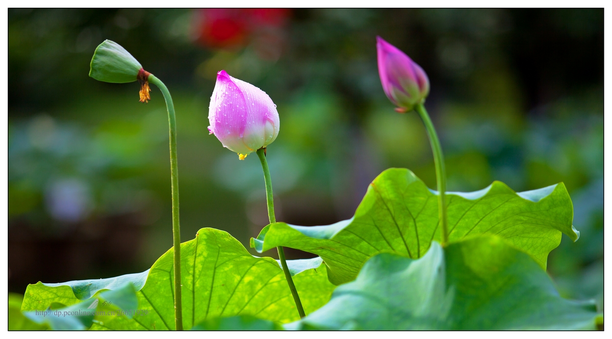 The benevolent sees benevolence, the wise sees wisdom-Luotuo Xiangzi's ...