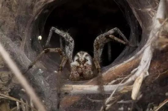 Top ten most poisonous spiders in the world - iNEWS