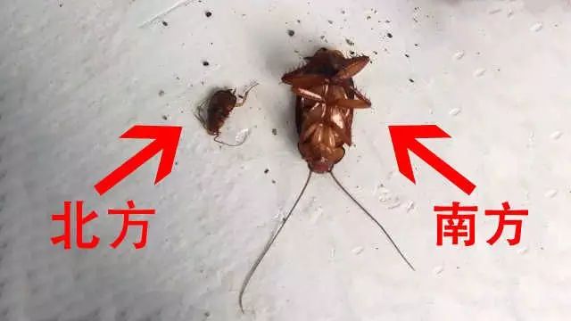 Stomping on a cockroach to death is more terrifying than a living ...