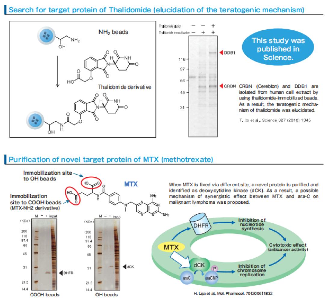 Brief introduction of in vitro application of biomagnetic beads - iNEWS