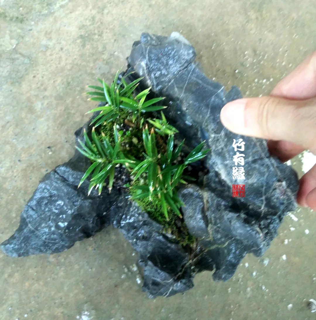 How can we grow small potted bamboos? - iNEWS