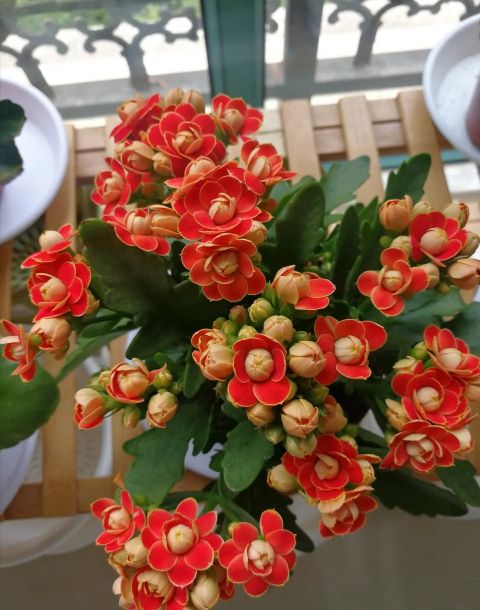 Quit the 5 bad habits of growing flowers, easily become a master of ...