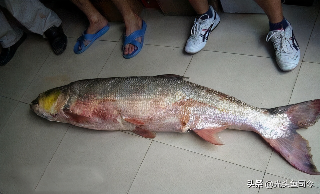 When the "water overlord" black fish meets the "water tiger" black fish ...
