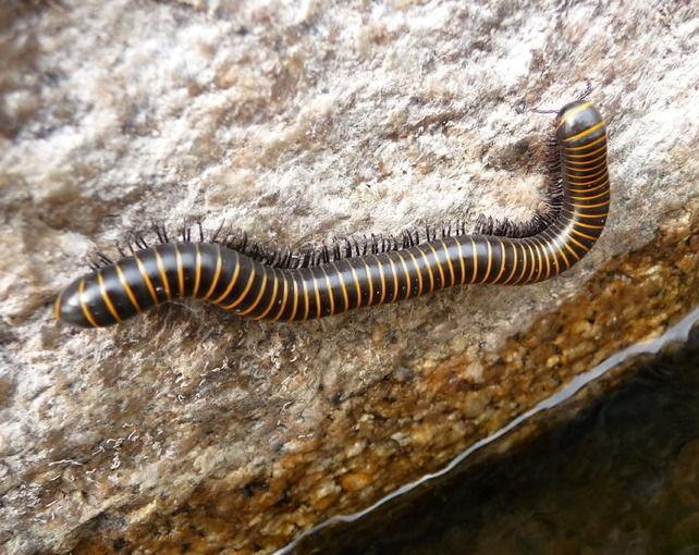 Malu is also called comb worm and millipede. When touched, it curls its ...