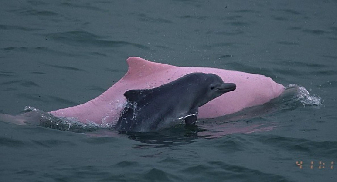 Rare!3 pink dolphins discovered in South China Sea, so beautiful - iNEWS