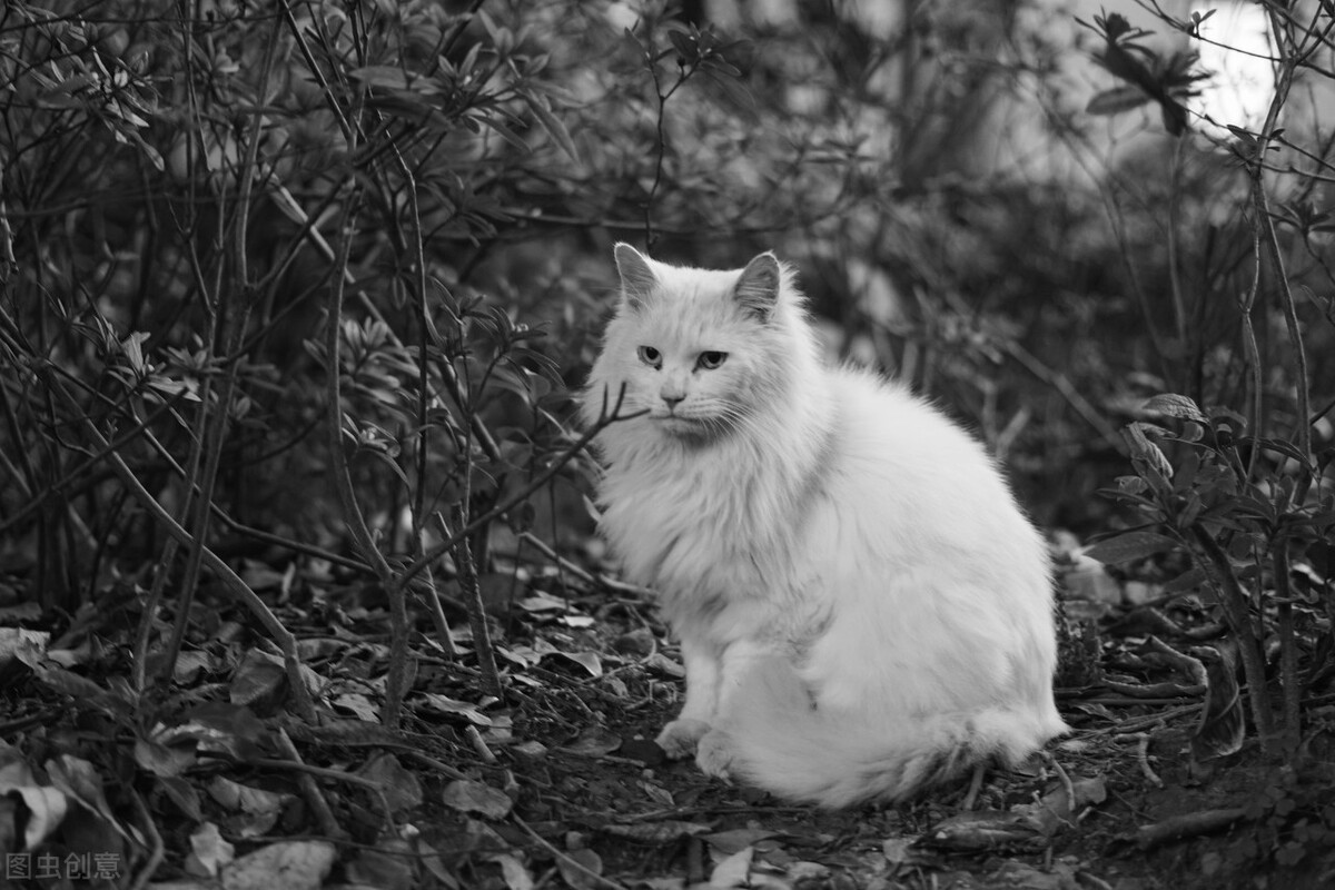 Owning pets is also divided into foreigners and foreigners?Why do ...