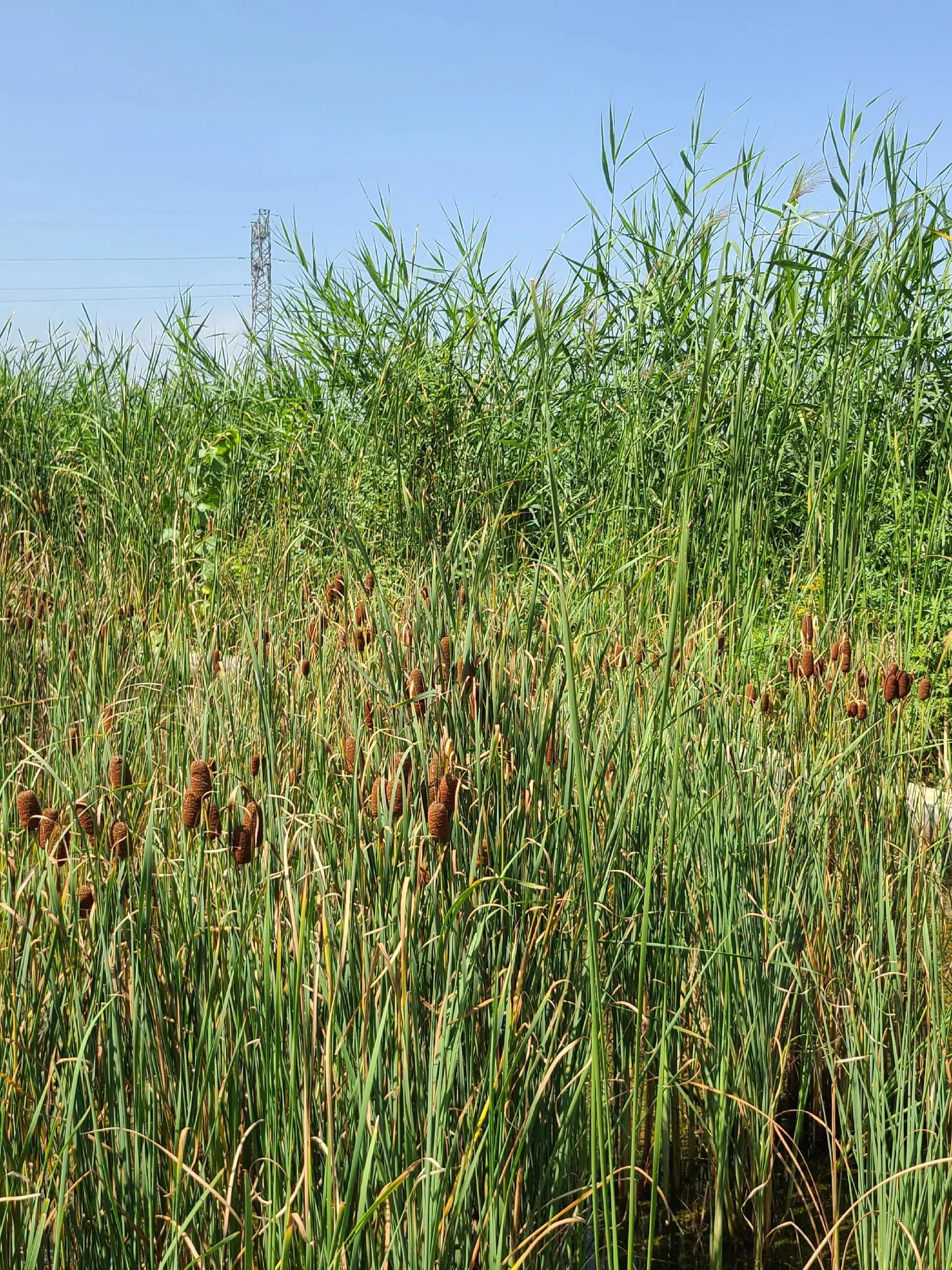 Tour Beijing Wenyu River Park - iNEWS