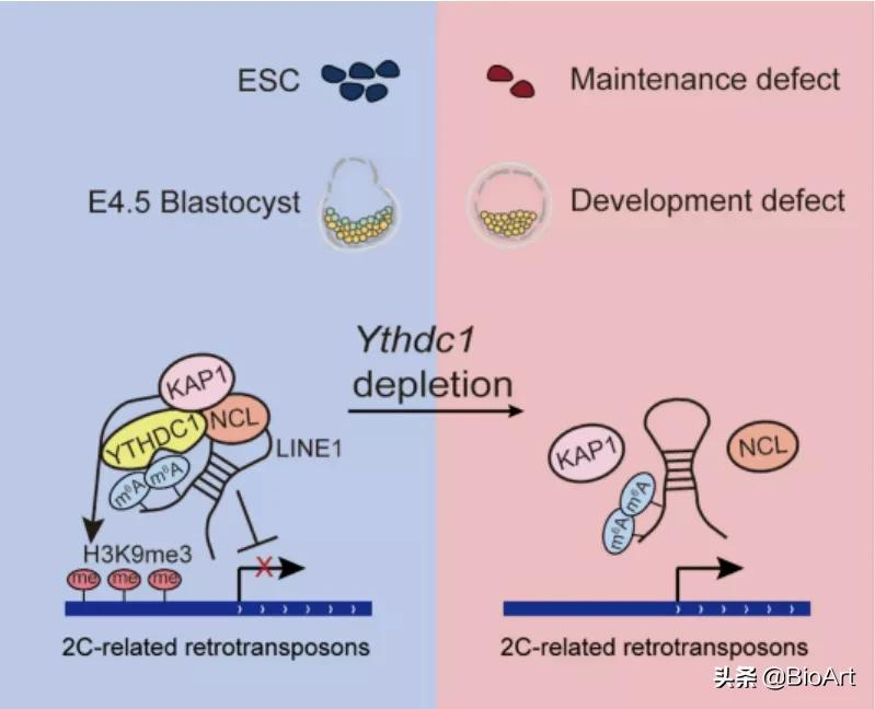 The important role of m6A recognition protein YTHDC1 in mES cell maintenance and early embryonic ...
