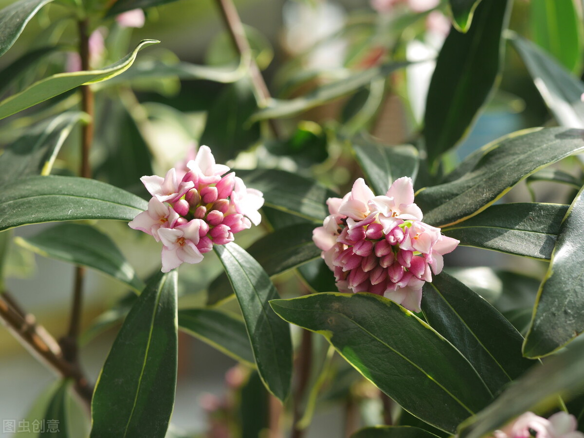 Phnom Penh Ruixiang, blooming all over the yard and scented, but ...
