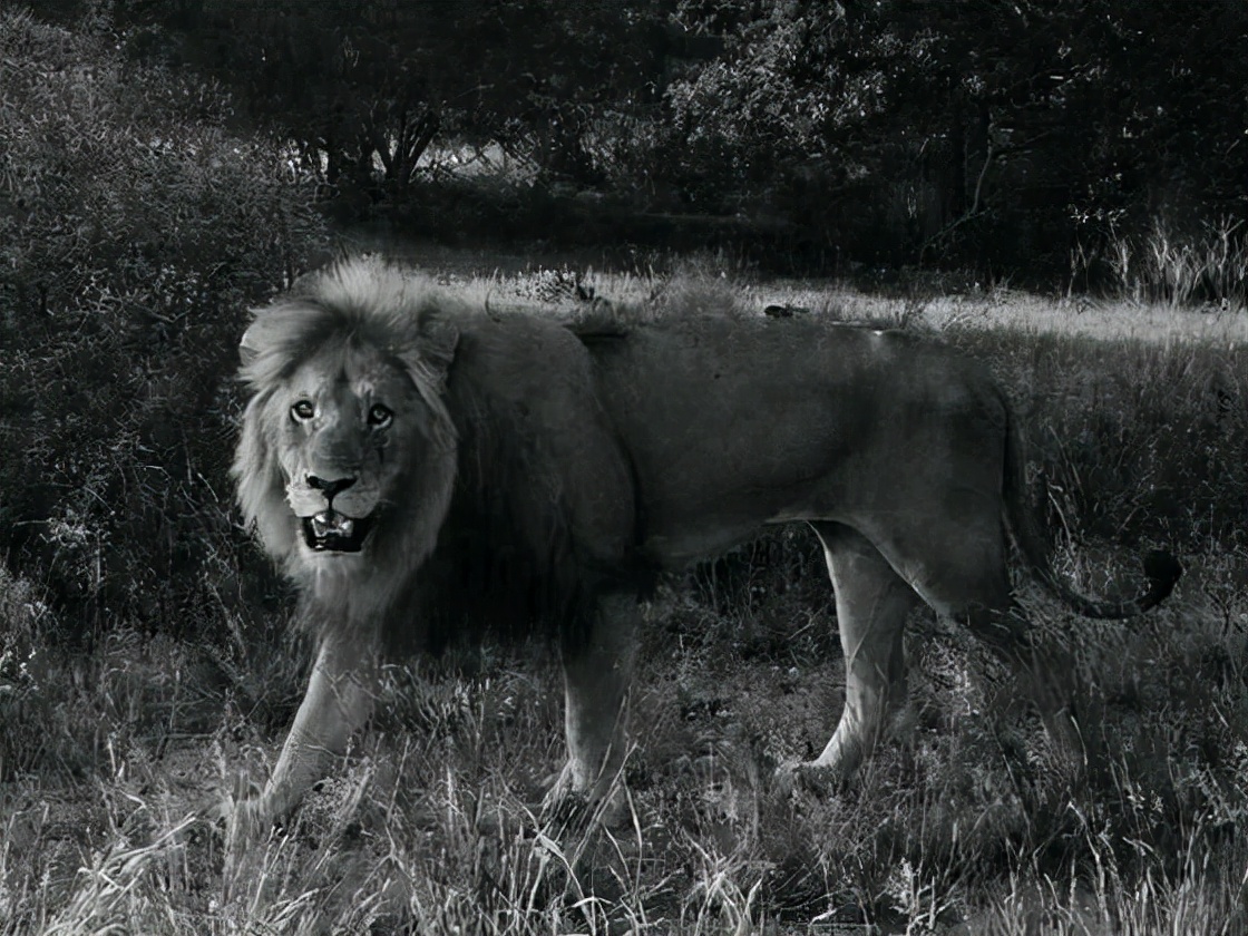 The top ten giant lion king in the world, weighing up to 281 kilograms ...
