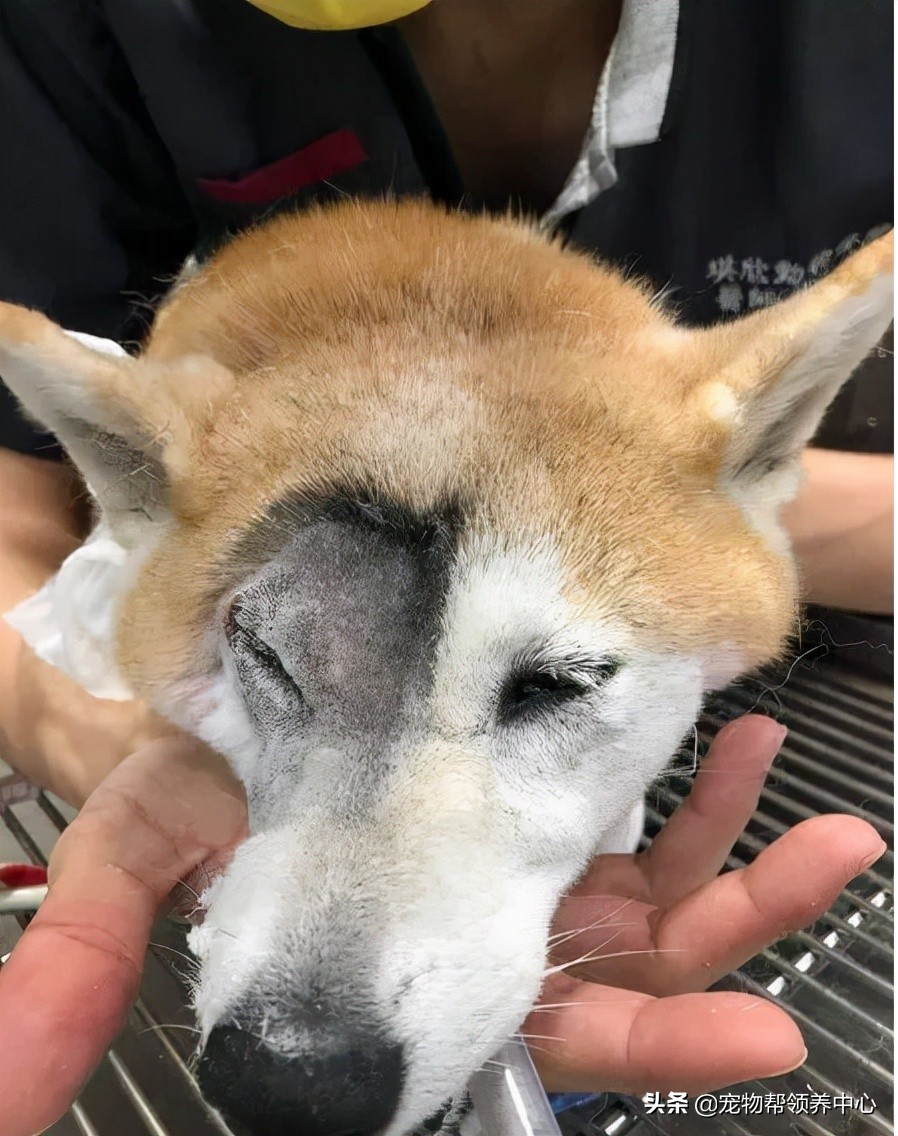 Shiba Inu had a sudden acute glaucoma, and the owner reluctantly ...