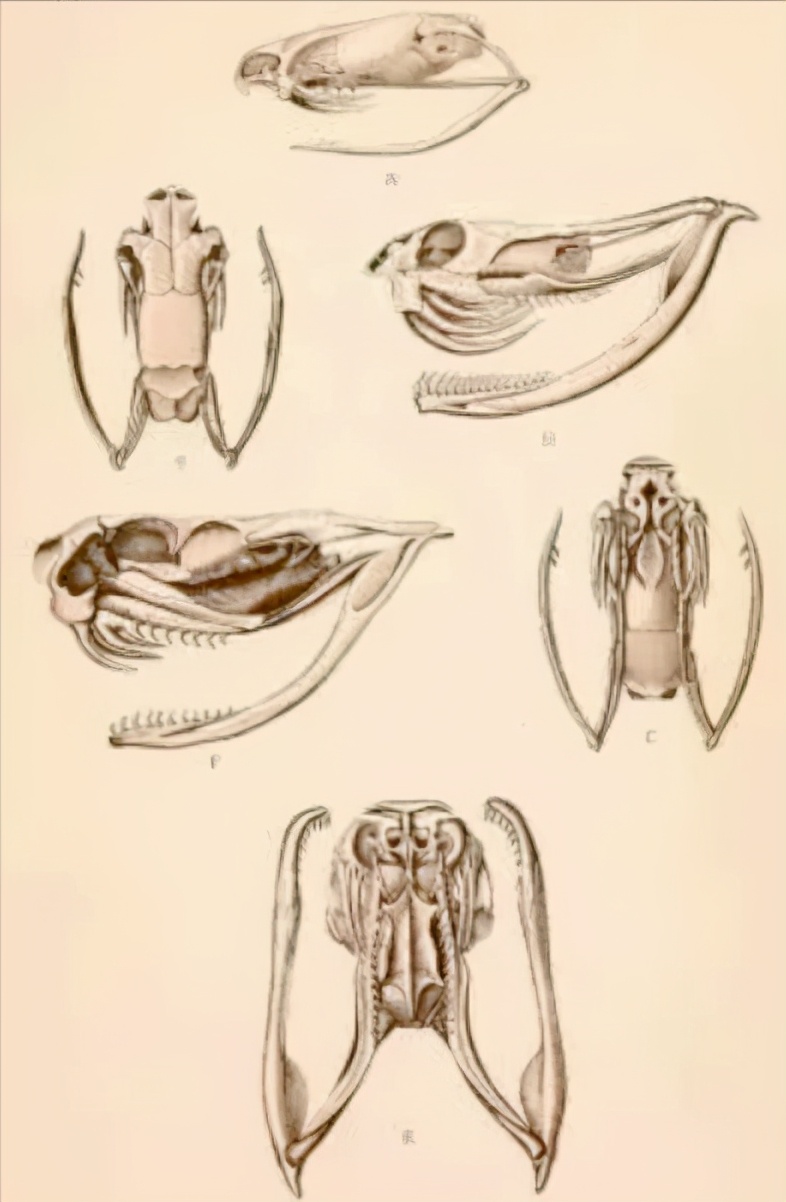 Counting the most "lazy" snakes in the snake world: Is "lazy" just an ...