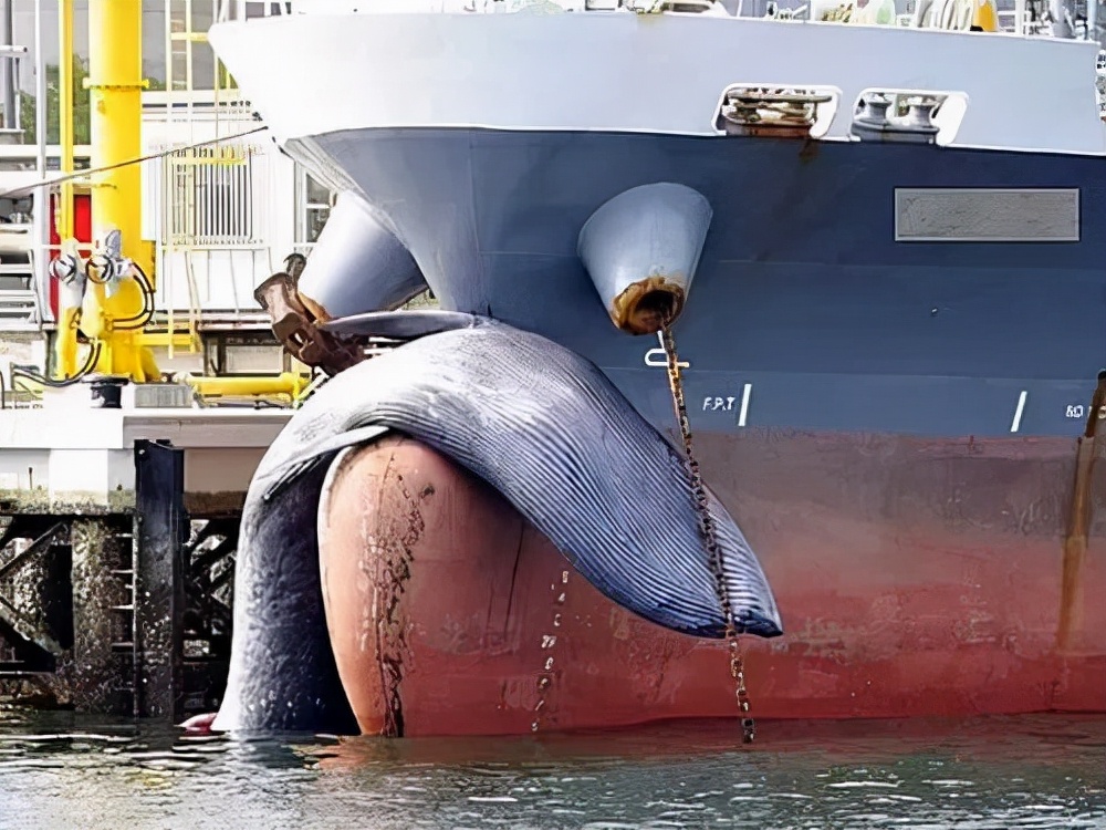 Japanese tanker sailed thousands of miles with whales!The crew didn't ...