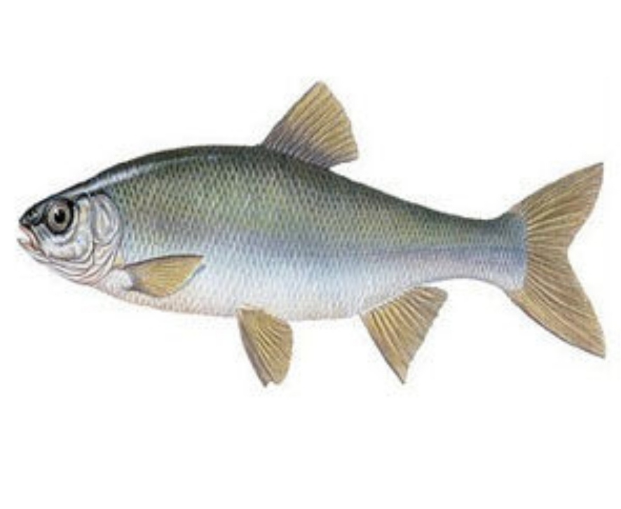 Lake Baikal, the deepest lake in the world, with a depth of 1637 meters ...