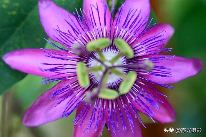 Passionflower, a commonly used flower pattern on ancient buildings, do ...
